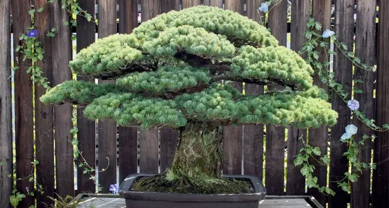 Ang bonsai na nakaligtas sa Hiroshima