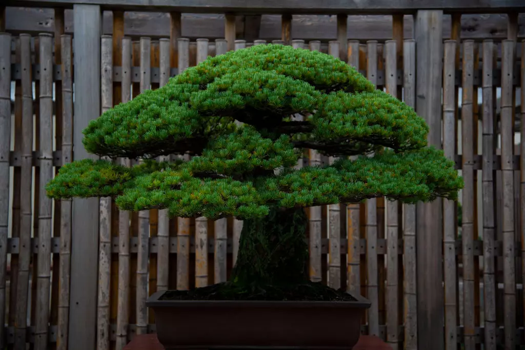 bonsai ng bomba atomika