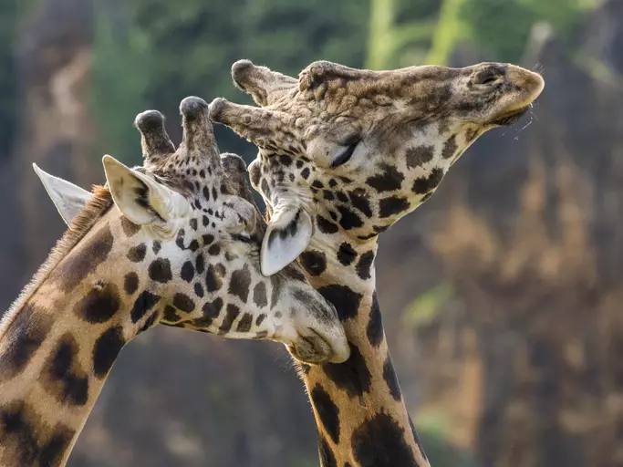 girafe