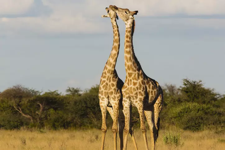 girafs