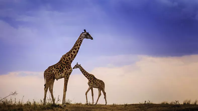 giraffes