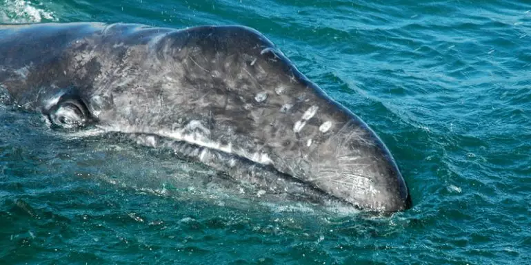 Gray whale