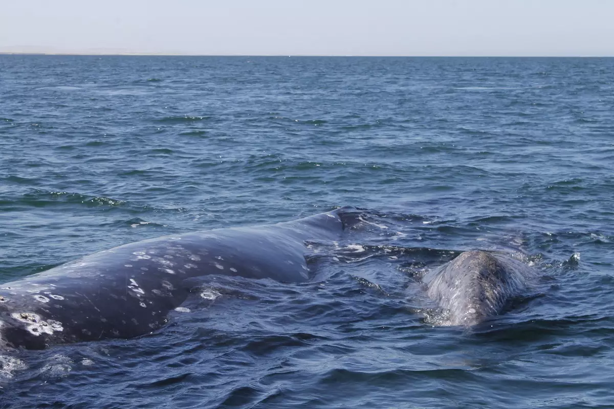 Gray whale