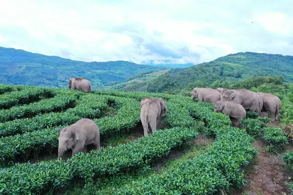 gajah lelungan