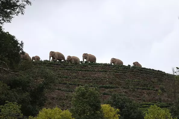 ಪ್ರಯಾಣಿಸುವ ಆನೆಗಳು