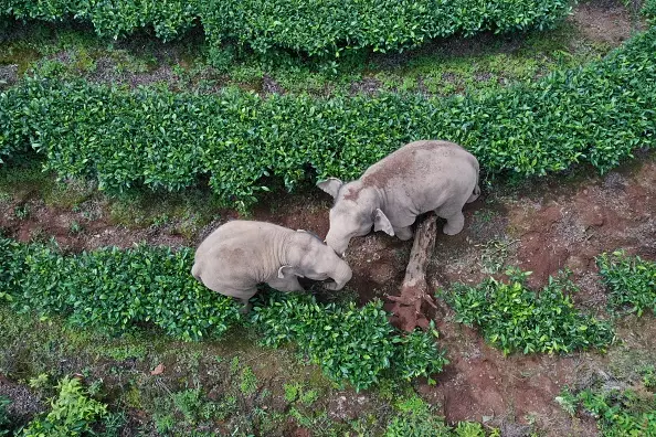 gajah ngumbara