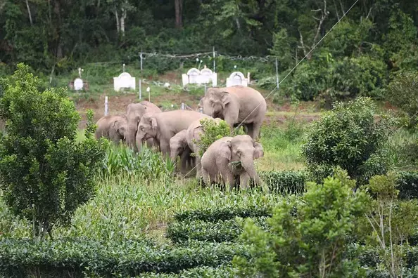 gajah ngumbara