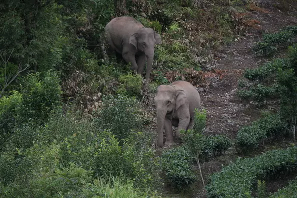 gajah lelungan