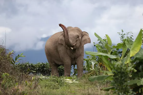 gajah lelungan