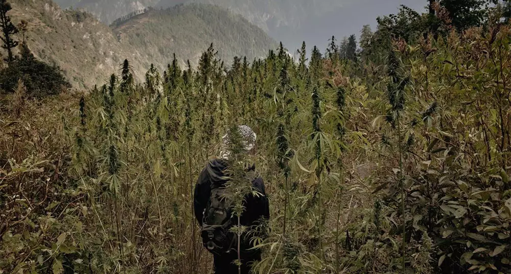 Himamata ang mga baryo sa Himalayan diin sila nagpatubo og cannabis 6044_11