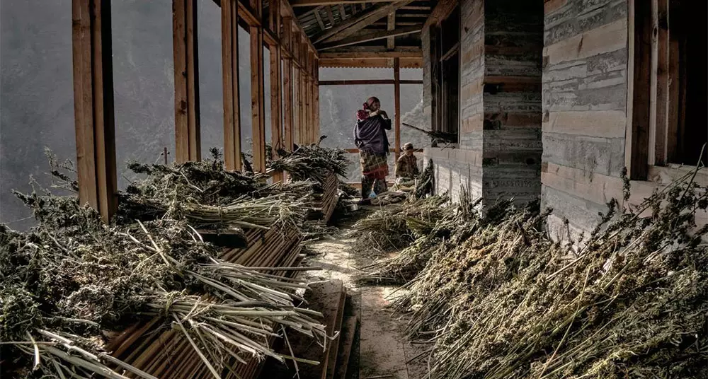 Himamata ang mga baryo sa Himalayan diin sila nagpatubo og cannabis 6044_2