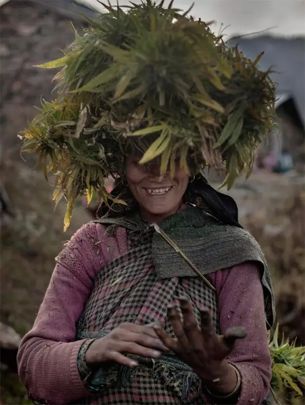 Himamata ang mga baryo sa Himalayan diin sila nagpatubo og cannabis 6044_7