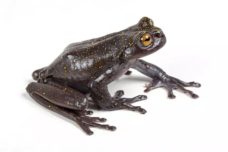 katak Ecuador