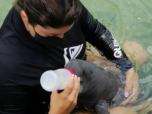 Aranjeunna nyalametkeun hiji manatee yatim piatu di Quintana Roo pikeun balik deui ka habitat alam na 6144_1