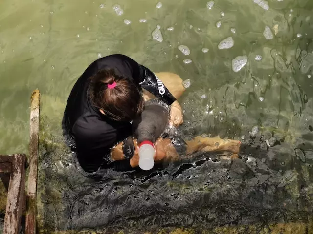 manatee yatim piatu