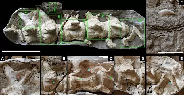 sauropods poircealláin