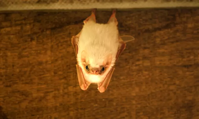 ghost bat