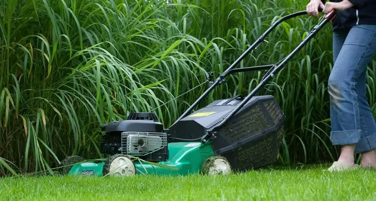 Rumput hijau dalam empat langkah