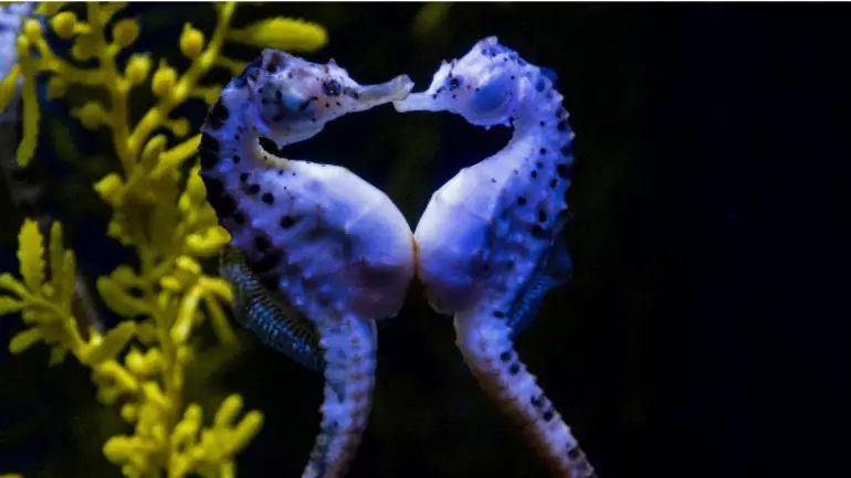 Seahorse, giunsa kini pagpares