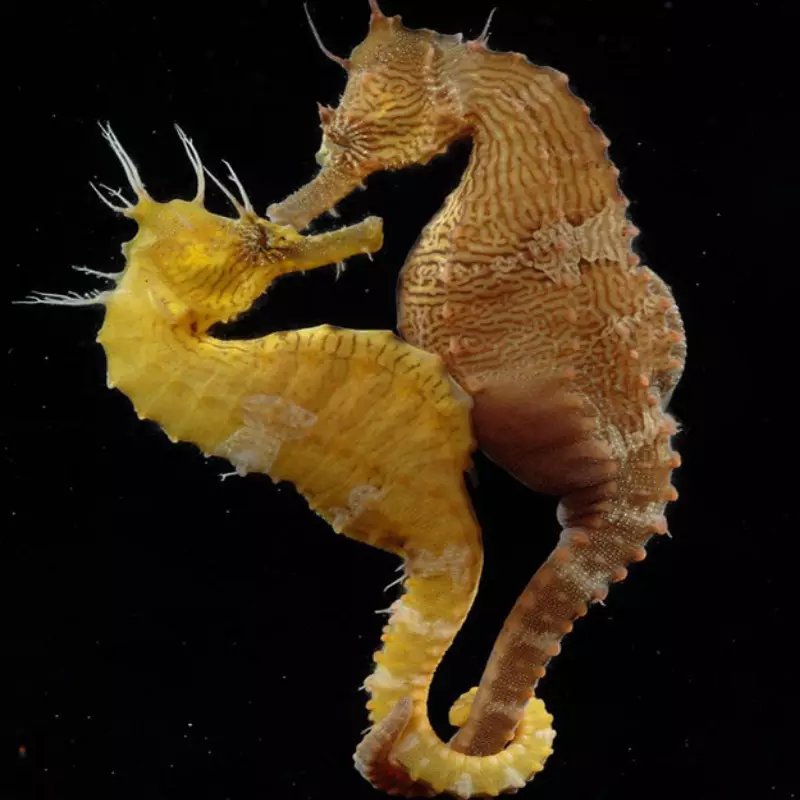 Kanus-a makighilawas ang seahorse?