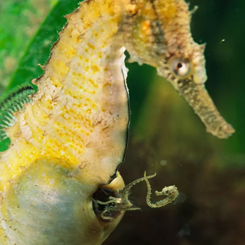 li-seahorses tse tsoetsoeng