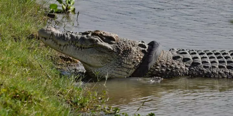 crocodile tire