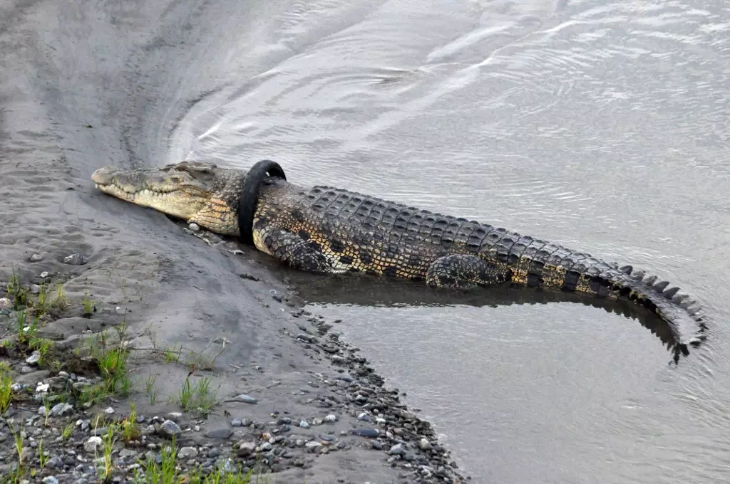 crocodile ٽائر