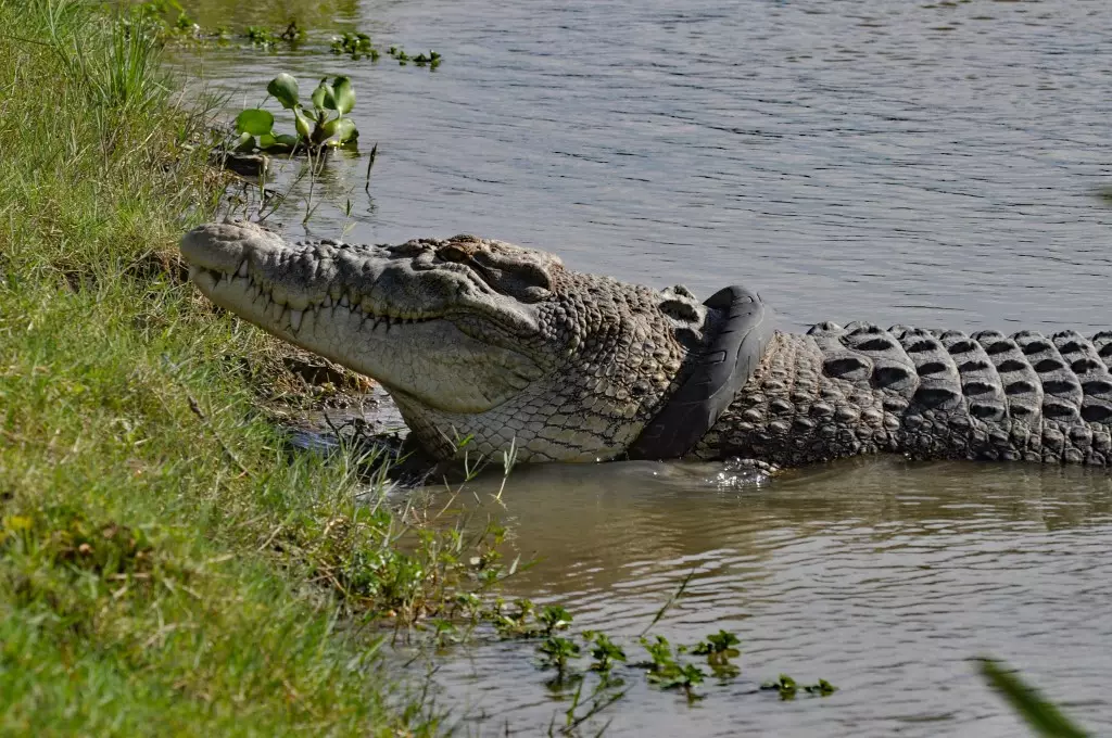 crocodile ٽائر