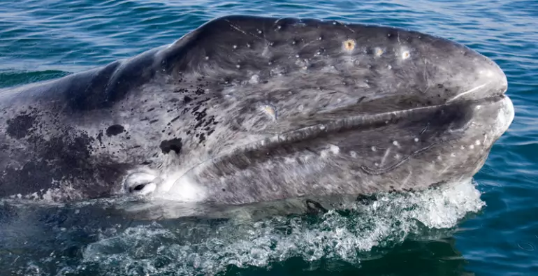 La balena meridionale di Vizcaino Baja California