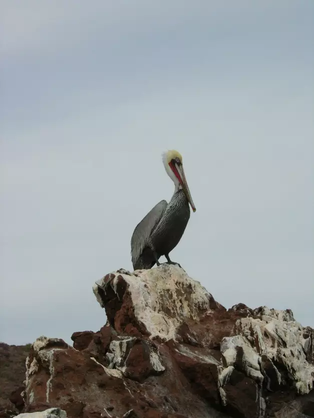 Il Vizcaino Baja California Sur