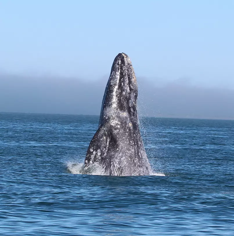 La balena meridionale di Vizcaino Baja California