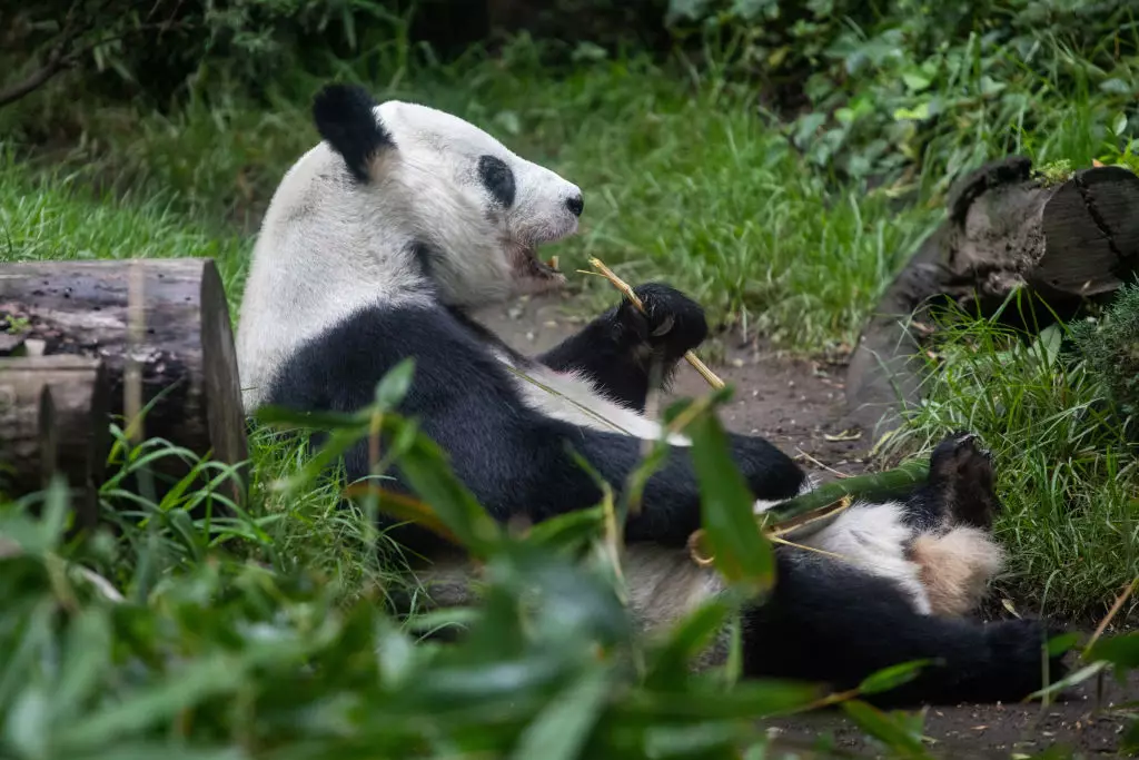 panda bamboo