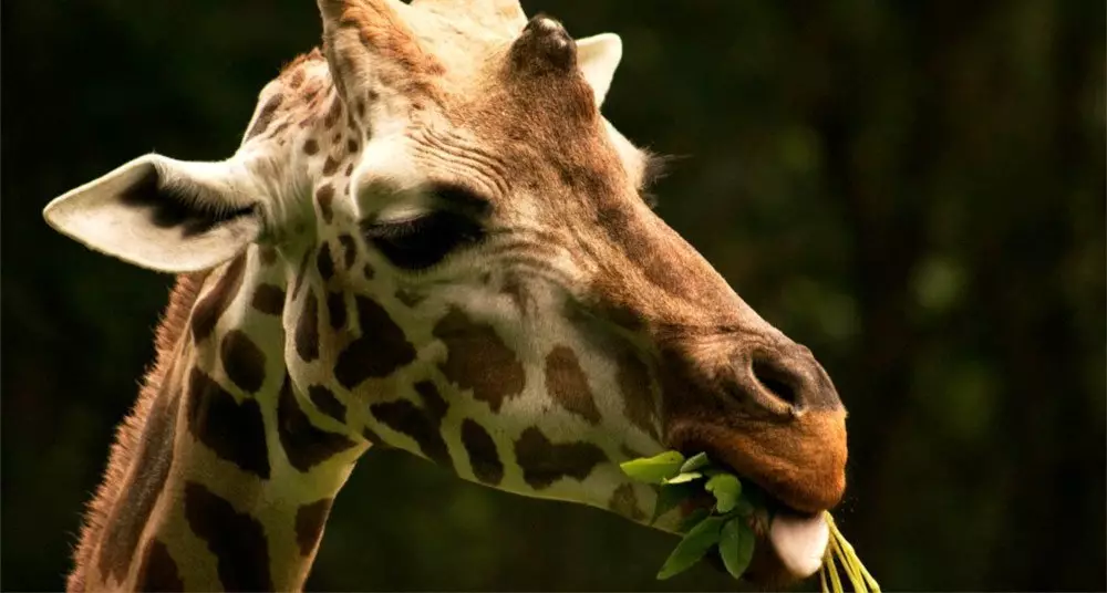 È così che le giraffe hanno vinto per un collo