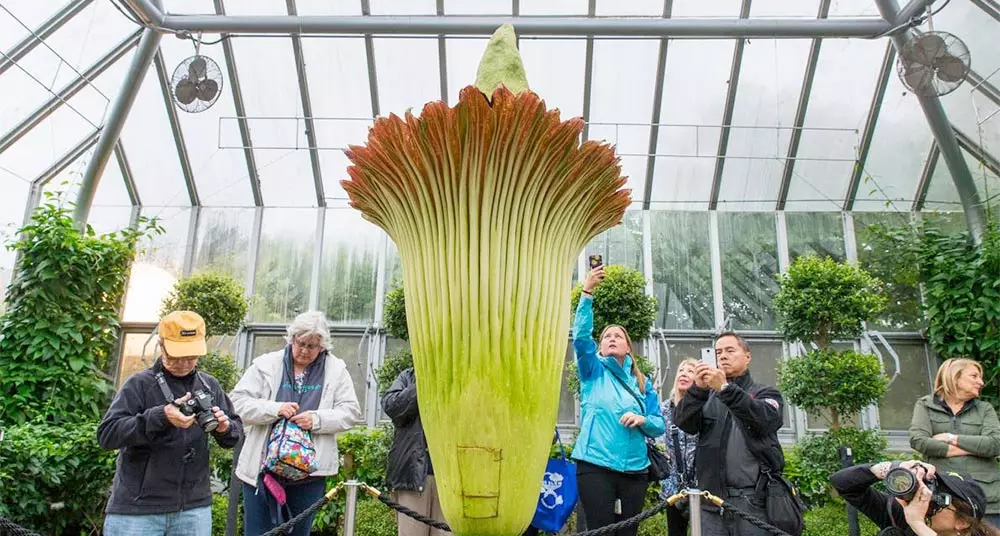 A què es deu la pestilència de la flor cadavèrica?