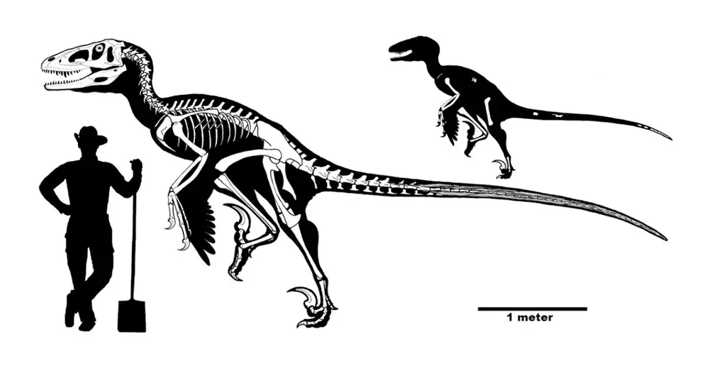 Dakotaraptor ha davvero affrontato il Tyrannosaurus? 687_2