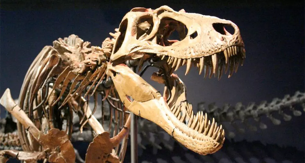 Dakotaraptor ha davvero affrontato il Tyrannosaurus? 687_3