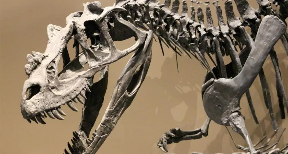 Dakotaraptor ha davvero affrontato il Tyrannosaurus? 687_4