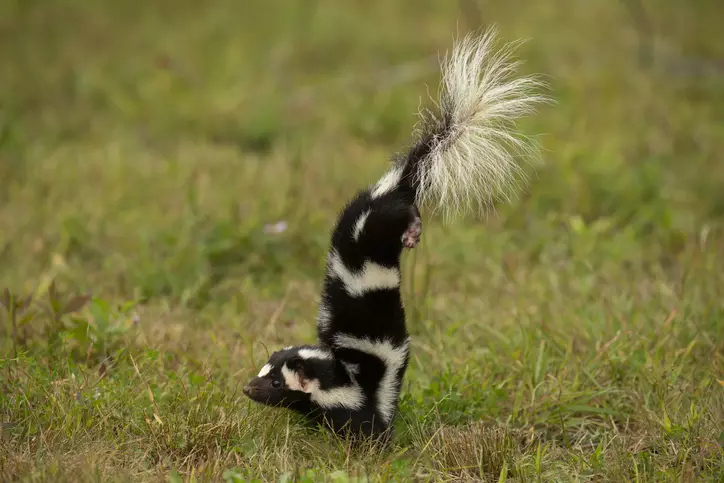 skunkss