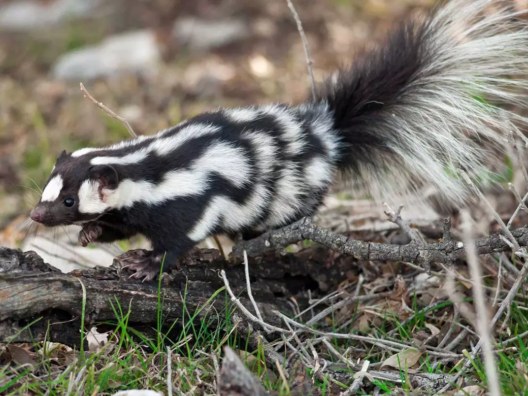 skunkss