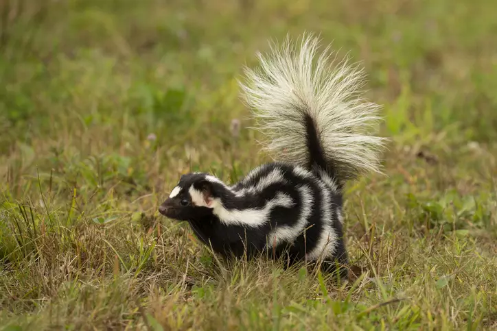 skunks