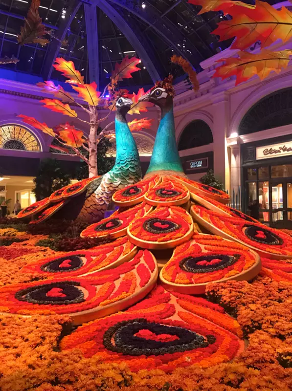 Les flors de tardor del Bellagio d'aquest 2017 7038_3