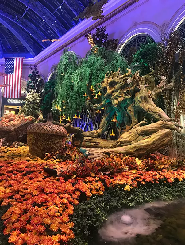 Les flors de tardor del Bellagio d'aquest 2017 7038_8