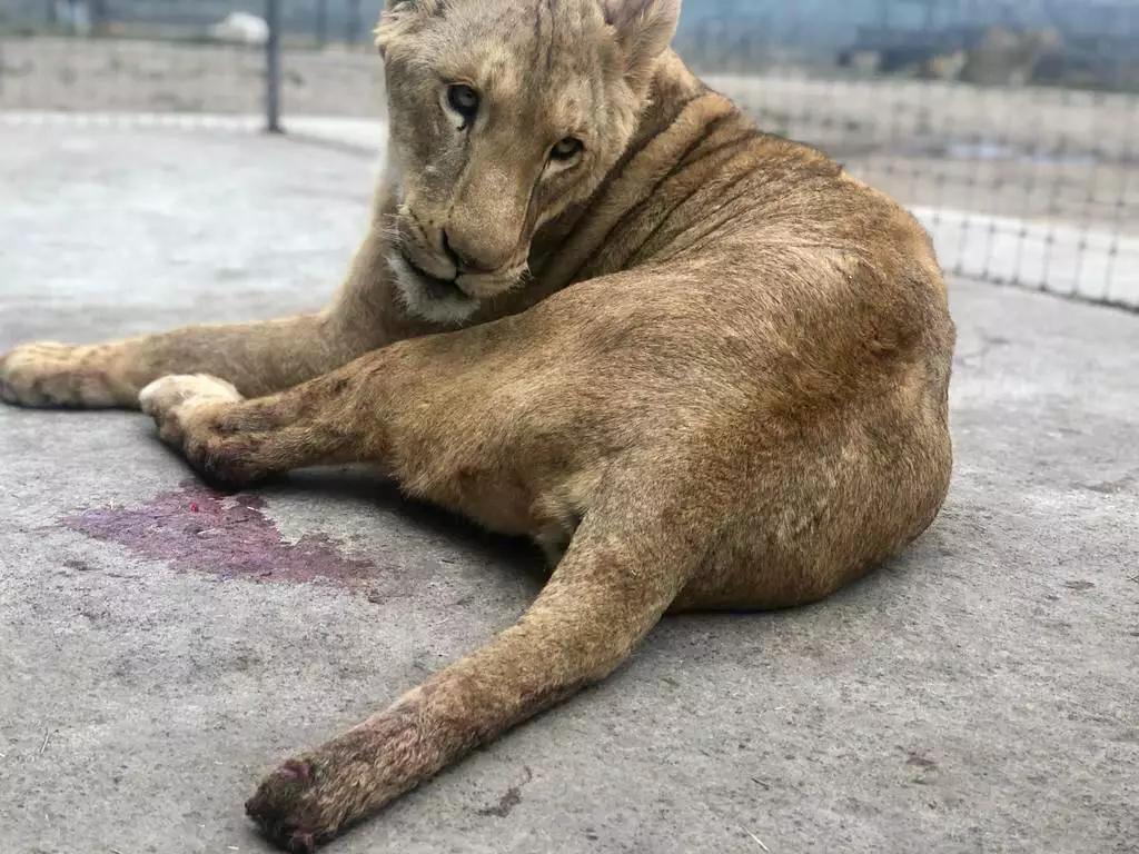 Black Jaguar-ကျားဖြူ