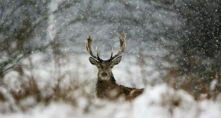 neve nostalgica