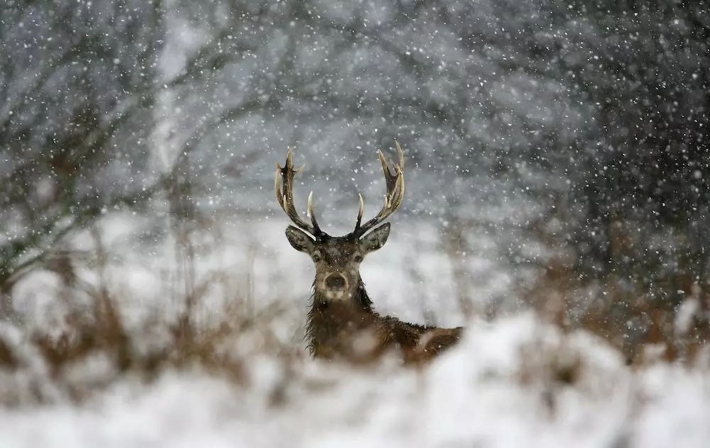 neve nostalgica 706_10