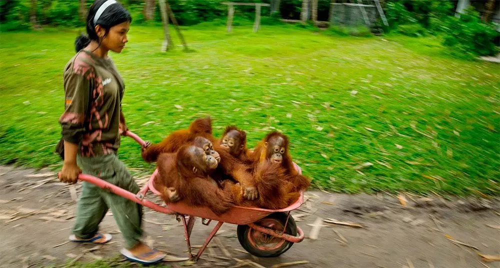 အံ့သြဖွယ်ကောင်းသော orangutans