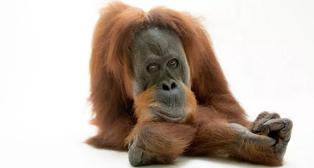 upeita orangutansseja 713_10