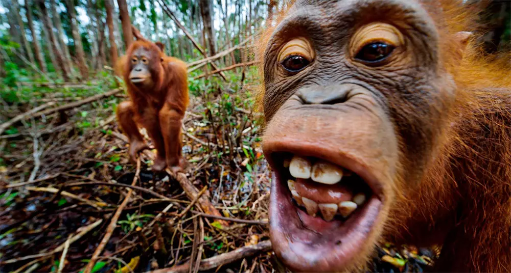 sorprendentes orangutáns 713_6