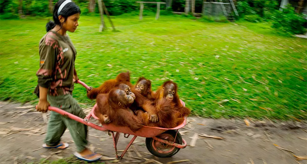 orangutan yang luar biasa 713_7