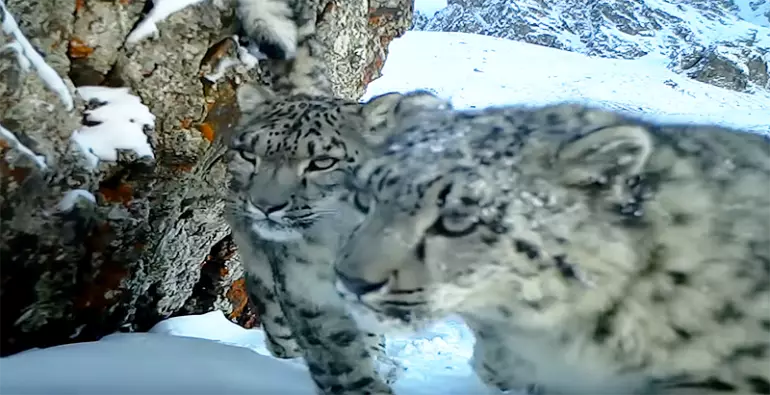 Snow Leopard